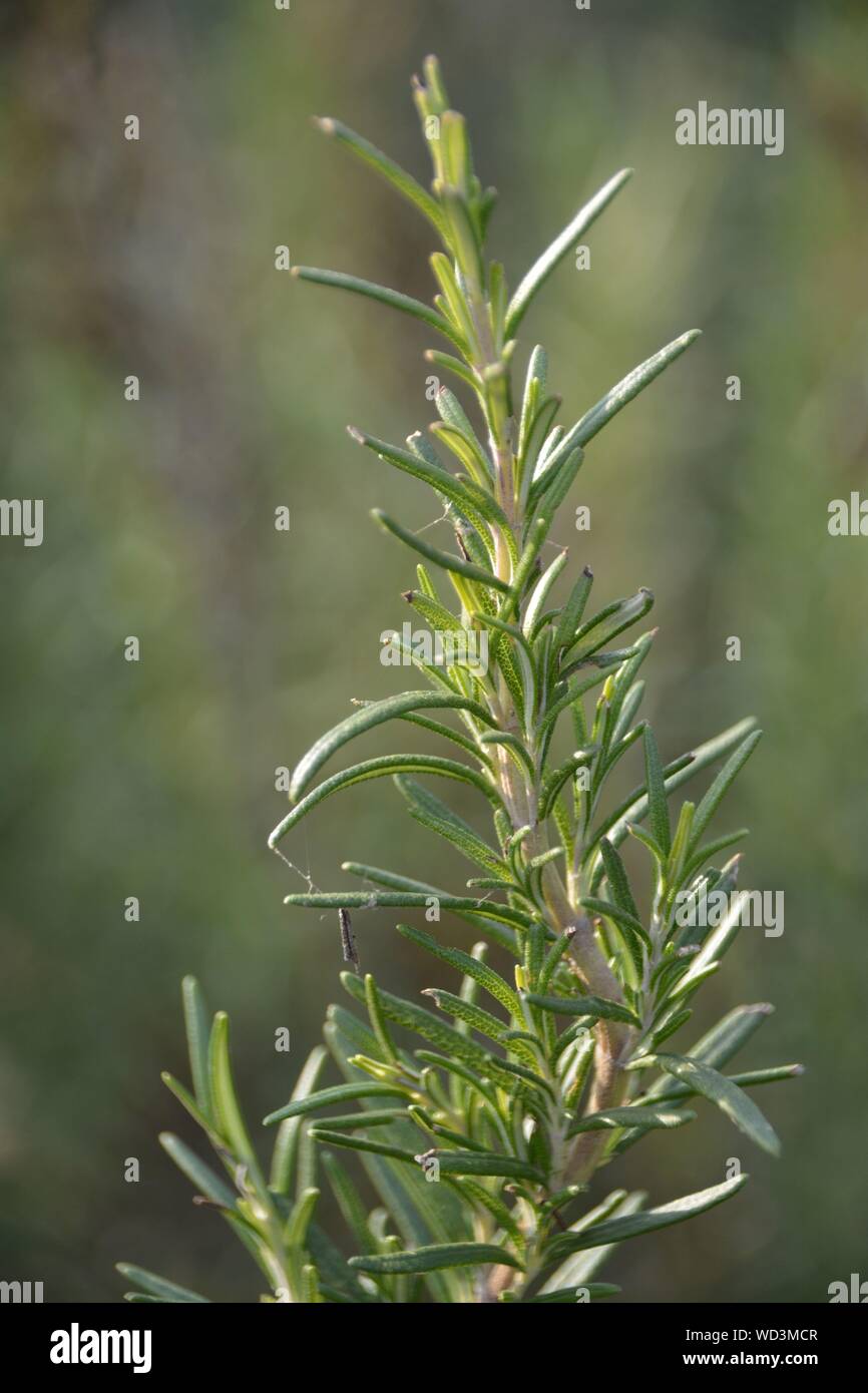 Rosemary Plant High Resolution Stock Photography and Images - Alamy