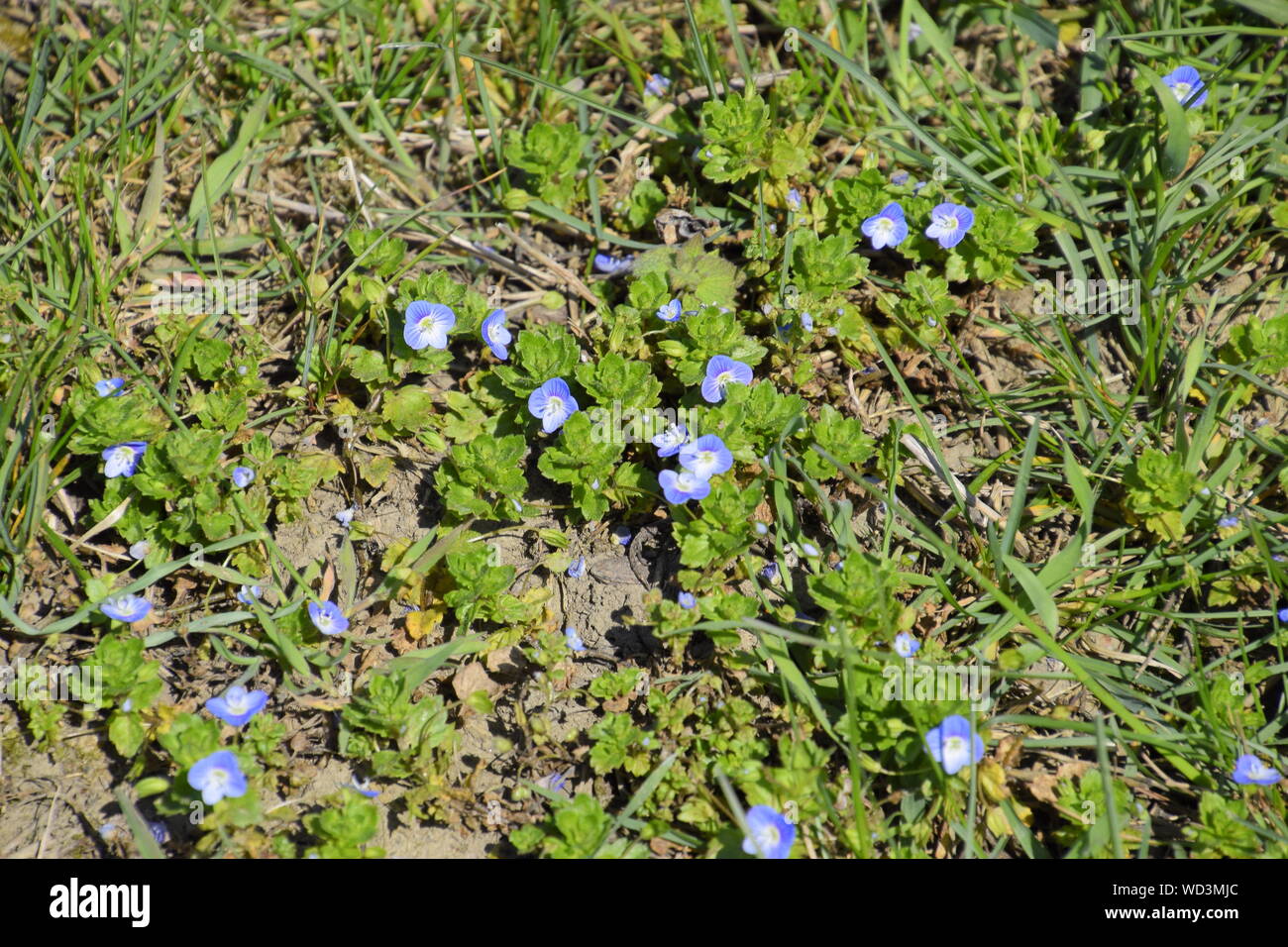 Small blue flowers in the grass. Spring garden Stock Photo - Alamy