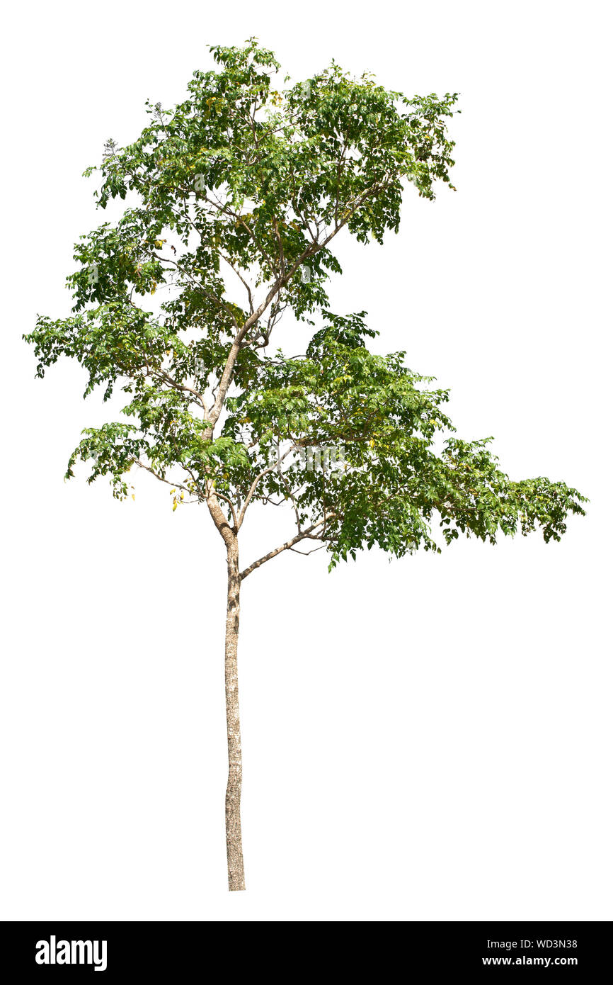 Tree Over White Background Stock Photo - Alamy