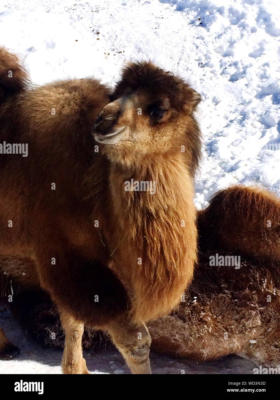 Camel Looking Into Camera High Resolution Stock Photography and Images ...