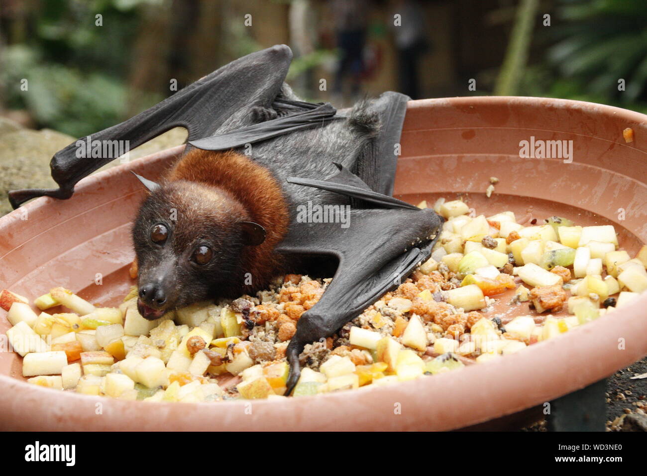 Portrait fruit bat hi-res stock photography and images - Alamy