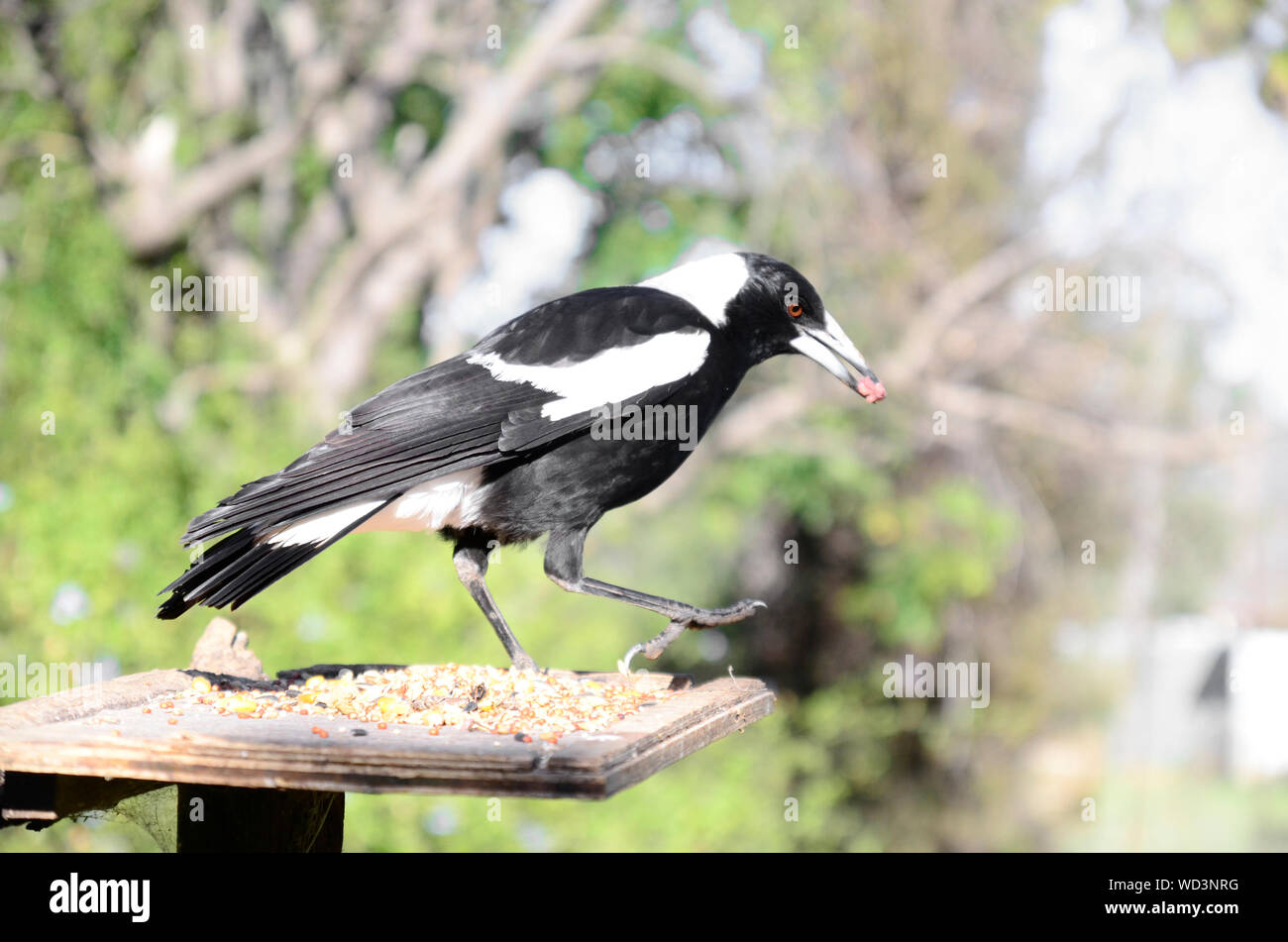Australian Magpie, Gymnorhina tibicen, eating from a garden feeding ...