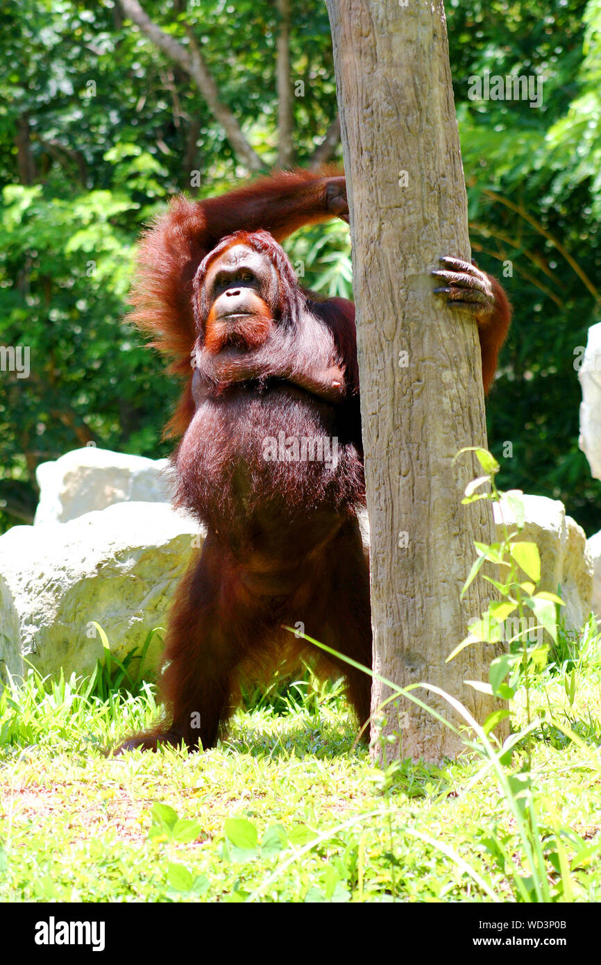 Gorilla Tree High Resolution Stock Photography and Images - Alamy