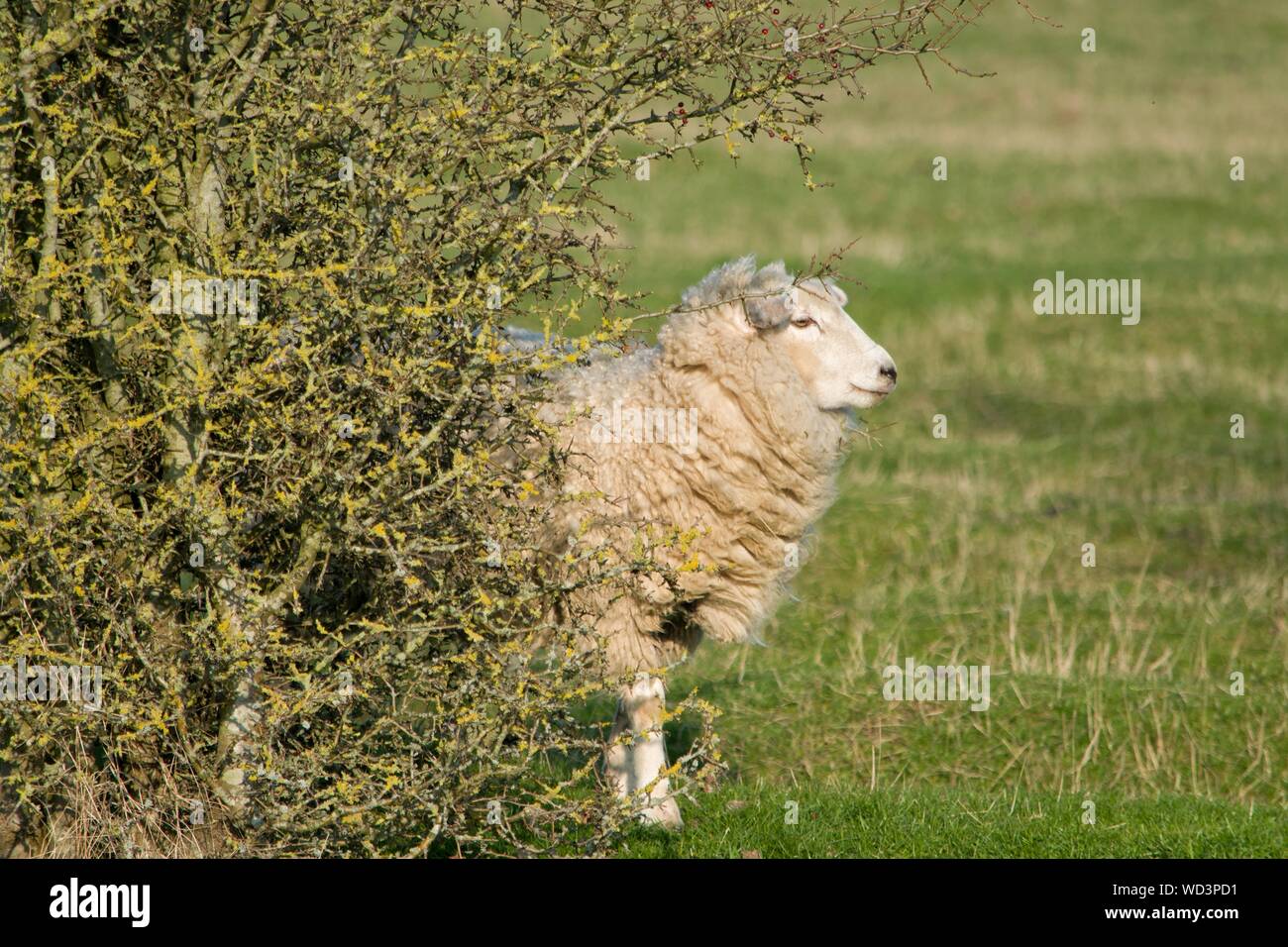 Green plants and sheep hi-res stock photography and images - Alamy