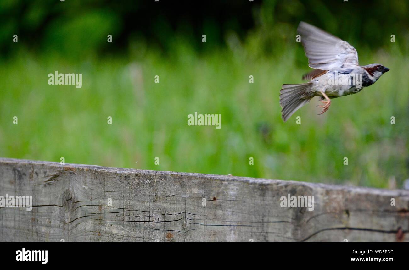 Sparrow Flying High Resolution Stock Photography and Images - Alamy