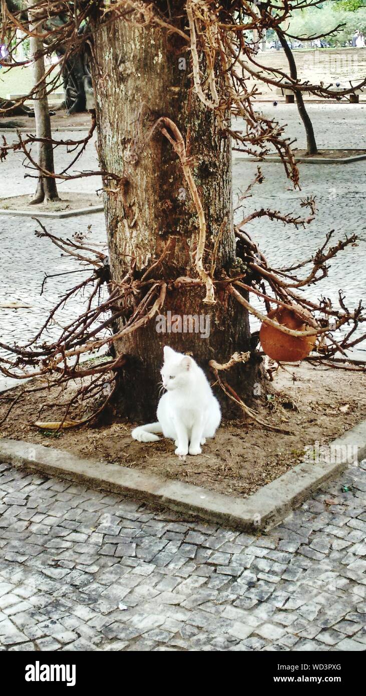 White cat on tree hi-res stock photography and images - Alamy