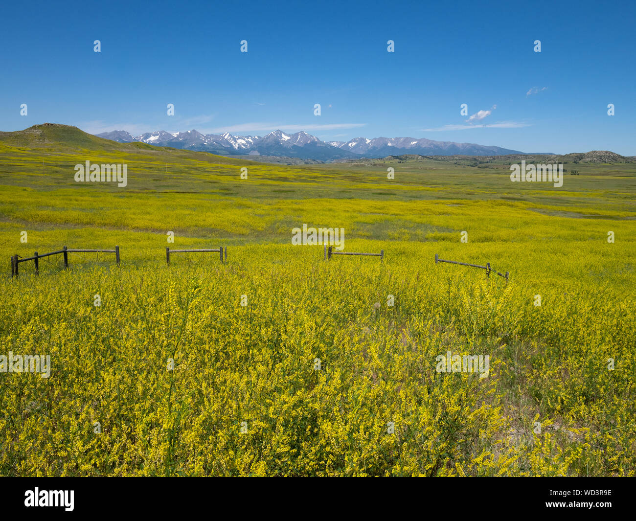 Field of sweet clover in the foreground with the rugged Crazy Mountains ...