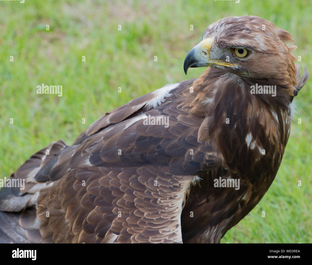 Eagle feather grass hi-res stock photography and images - Alamy