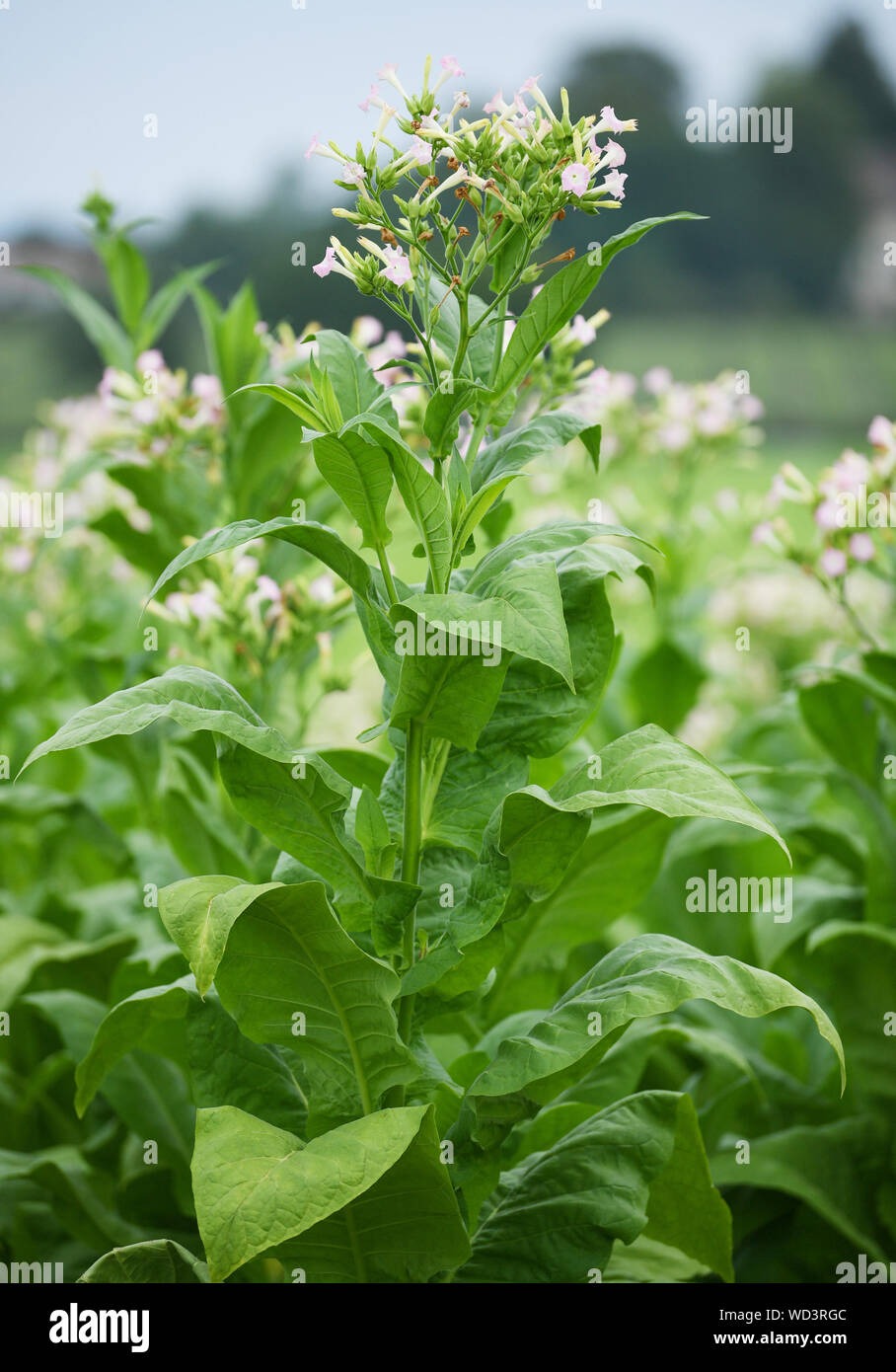 Flowering tobacco plant hi-res stock photography and images - Alamy