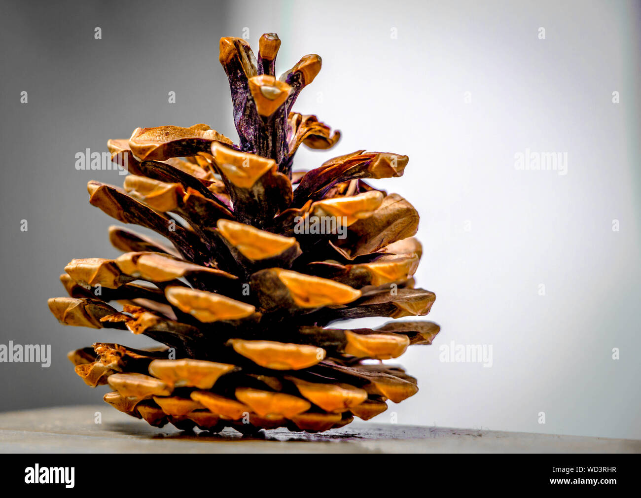 Hard pine cone hi-res stock photography and images - Alamy