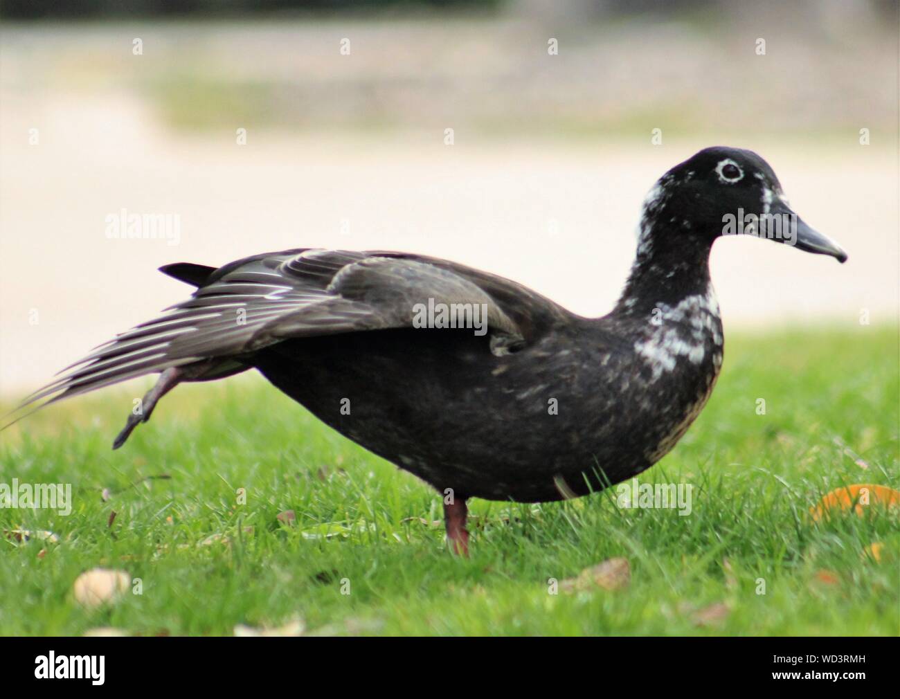 Side profile duck hi-res stock photography and images - Alamy
