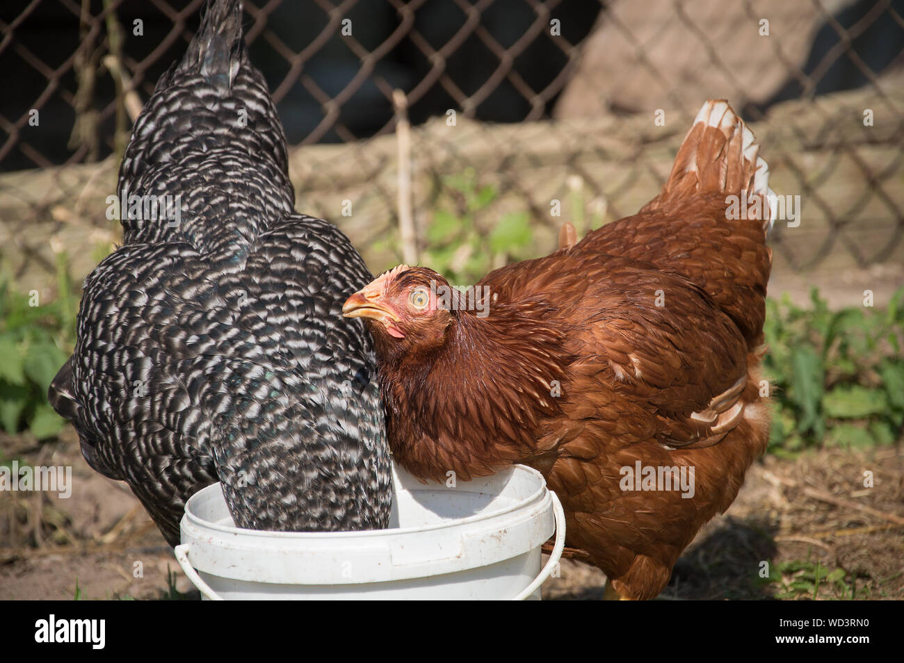 Chickens eating hi-res stock photography and images - Alamy