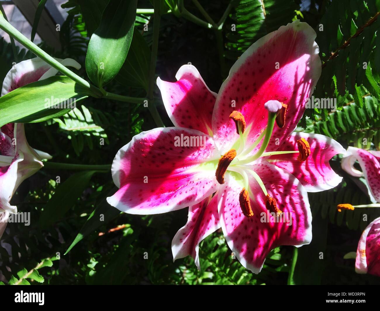 Stargazer lily hi-res stock photography and images - Alamy