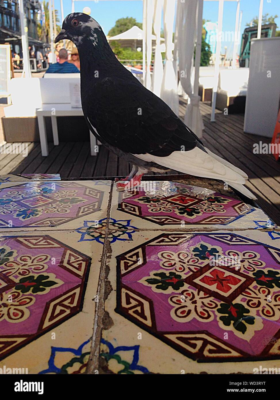 Pigeon bird table hi-res stock photography and images - Alamy