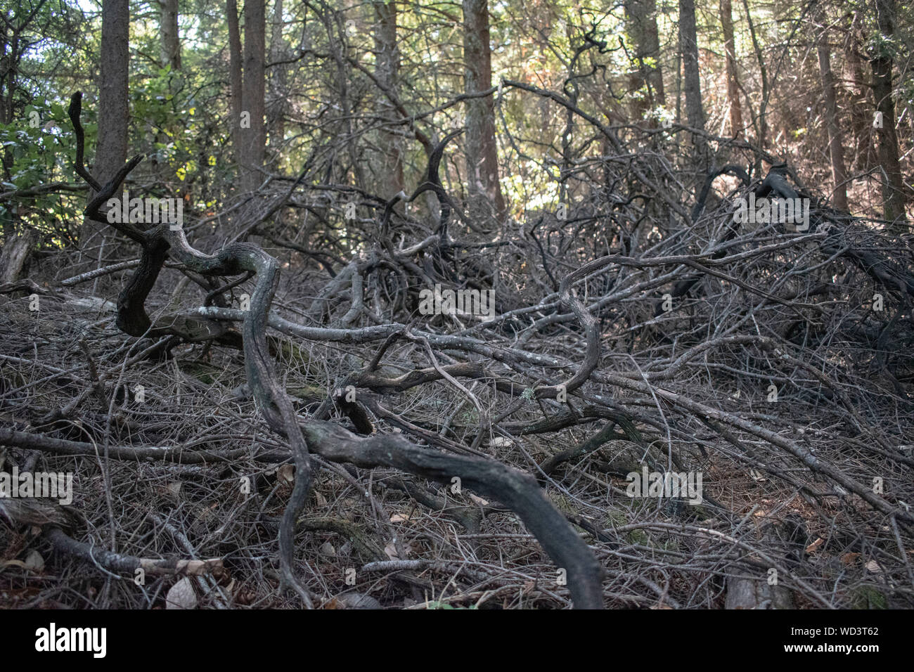 This pile of dead plants shows evidence of a past fire on the slopes of ...