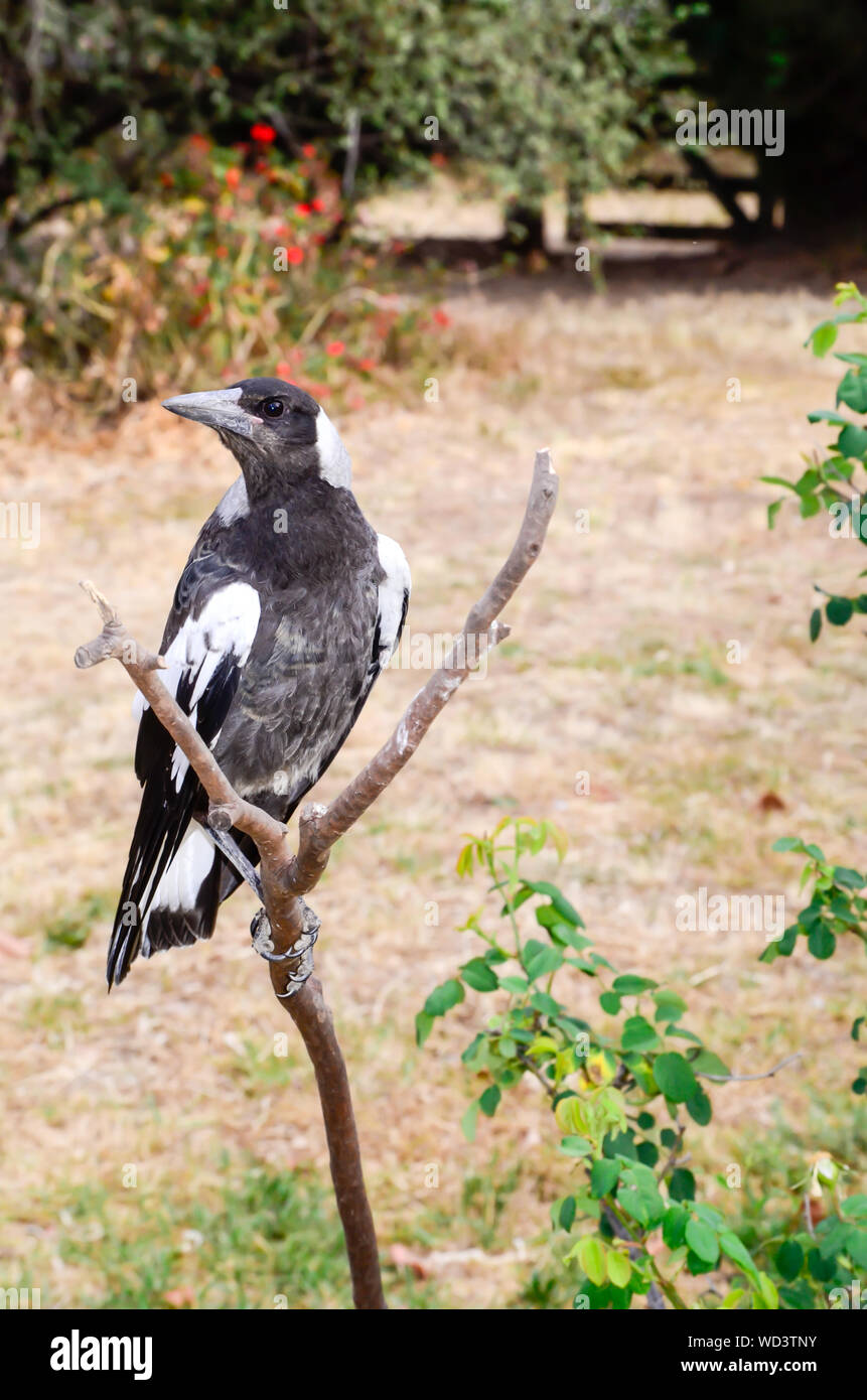 Dead australian magpie hi-res stock photography and images - Alamy