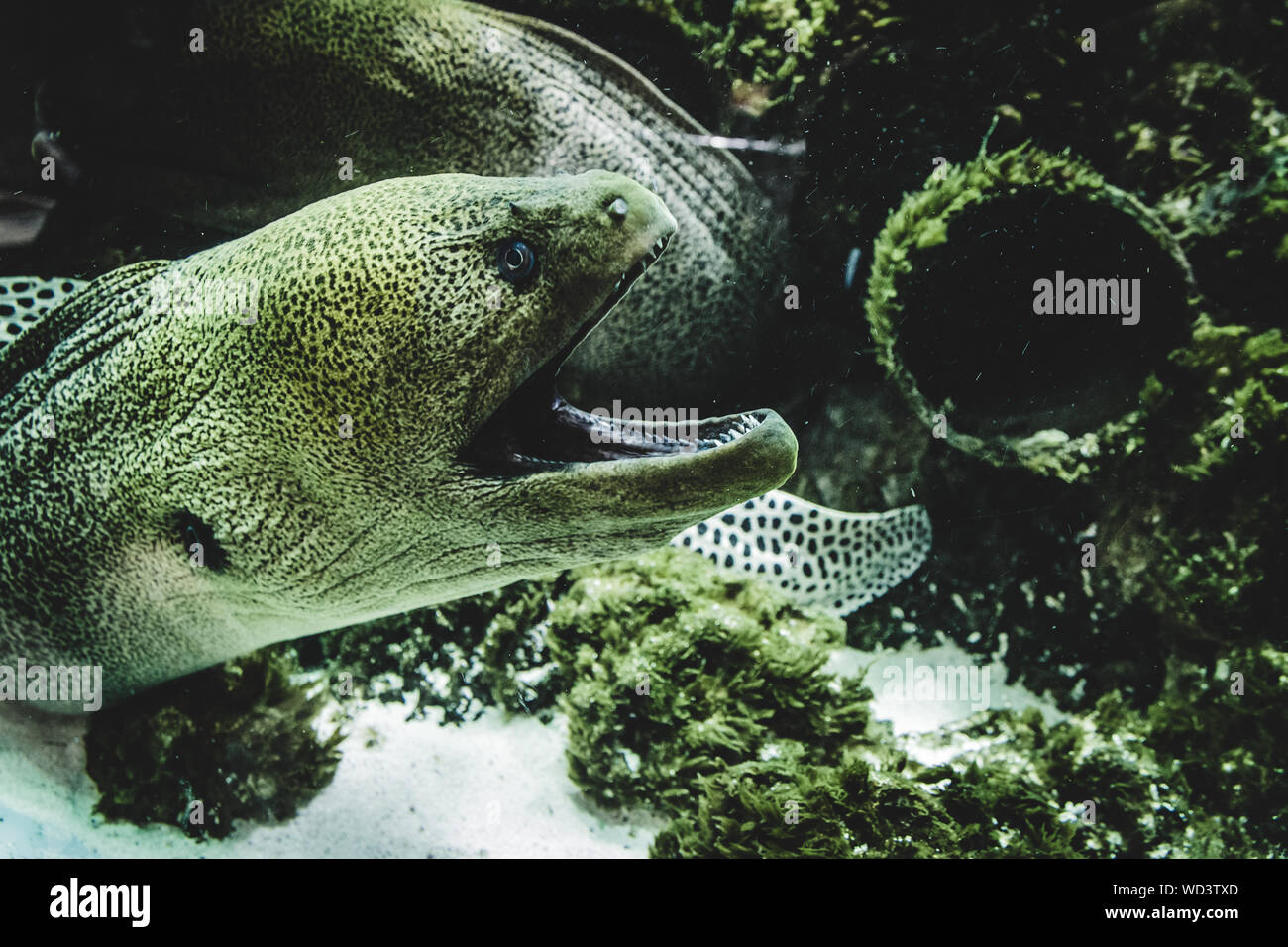 Eel fish hi-res stock photography and images - Alamy