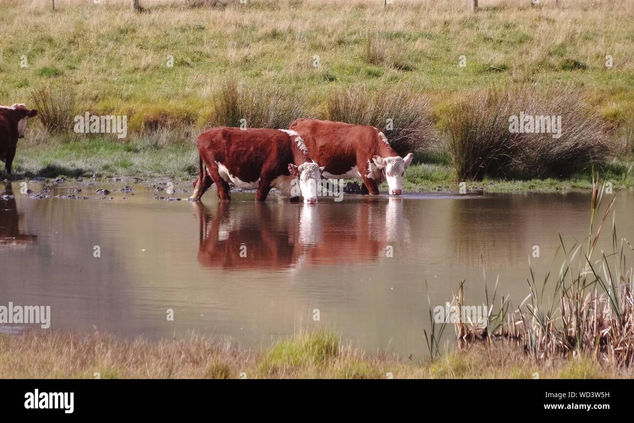 Cattle drinking water hi-res stock photography and images - Alamy