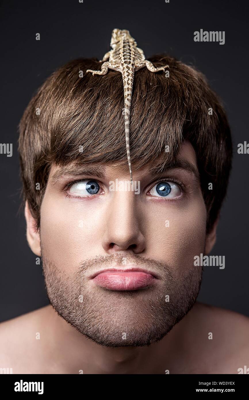 Blue Head Lizard High Resolution Stock Photography and Images - Alamy