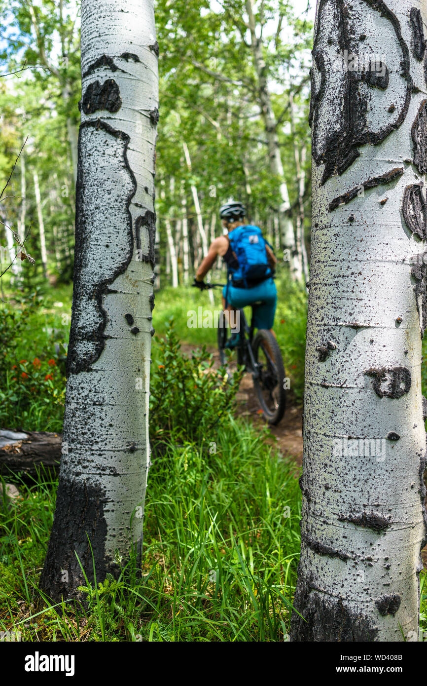 Man riding bicycle forest hi-res stock photography and images - Alamy