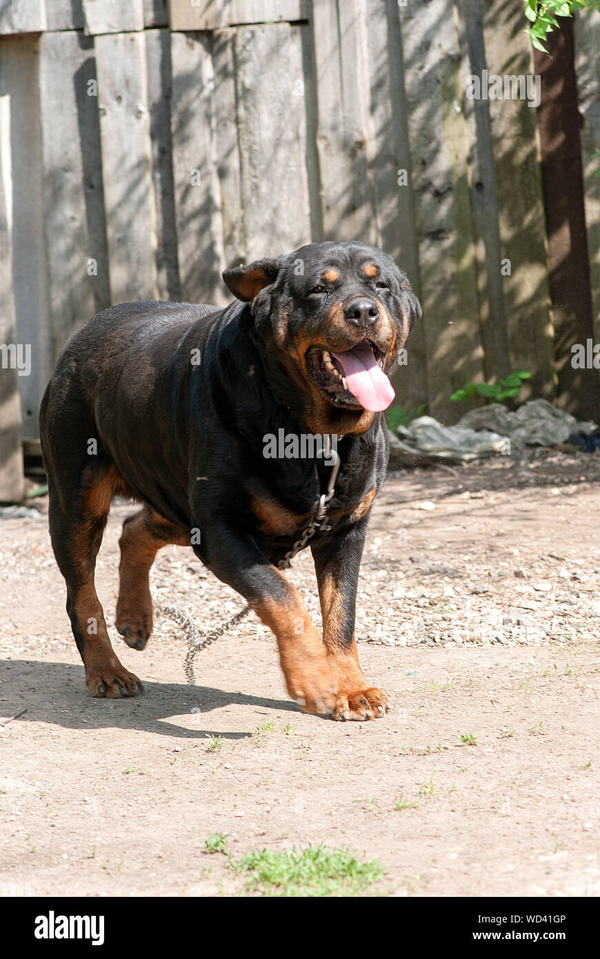 Walking rottweiler hi-res stock photography and images - Alamy