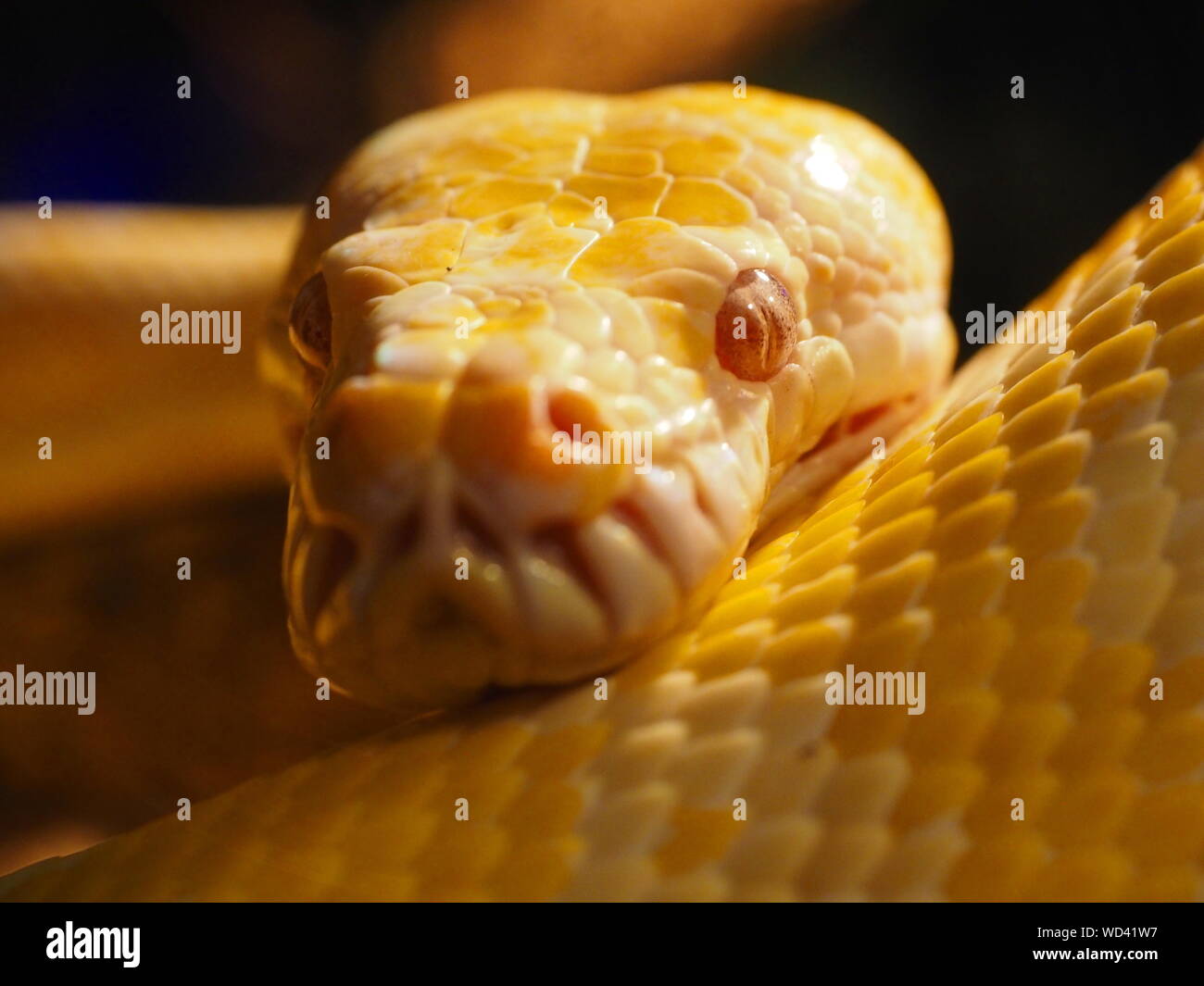 Burmese python close up hi-res stock photography and images - Alamy