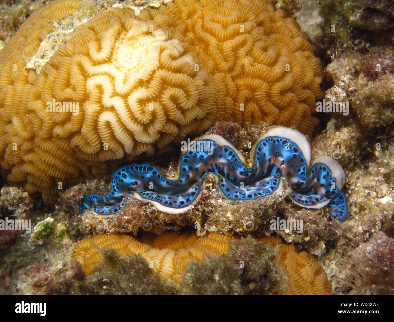 Giant sea clam hi-res stock photography and images - Alamy