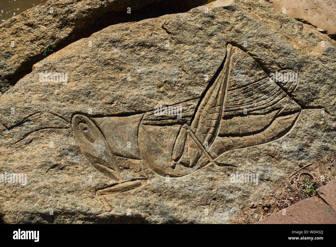 Etched form of a grasshopper carved into a rock at Bicentennial Park ...
