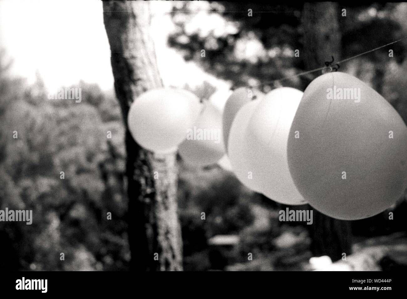 Rope Hanging From Tree High Resolution Stock Photography and Images - Alamy