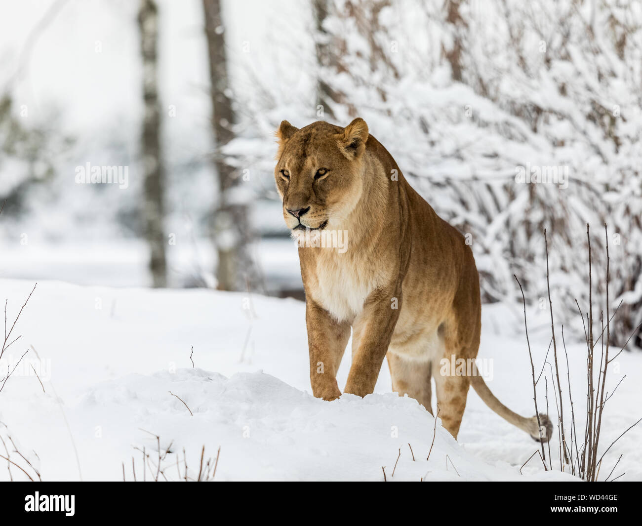 Lioness snow hi-res stock photography and images - Alamy