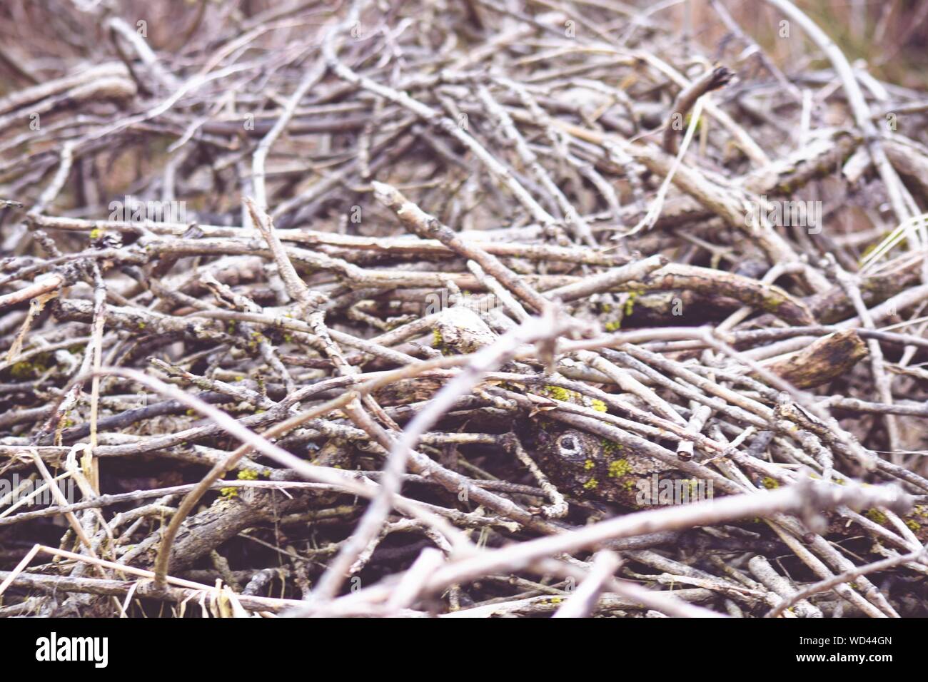 Pile of sticks hi-res stock photography and images - Alamy