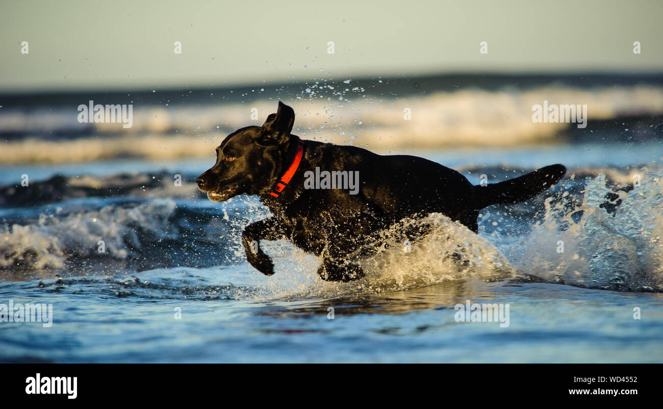 Black Labrador Retriever Running In High Resolution Stock Photography ...