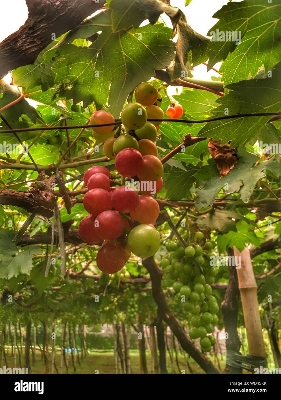 Hanging vines hi-res stock photography and images - Alamy
