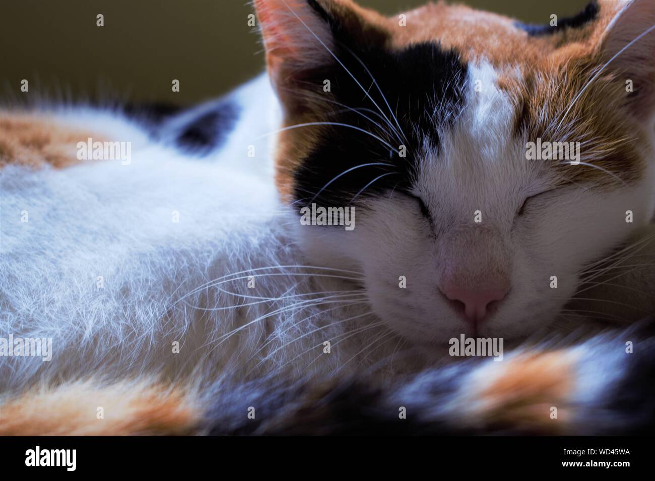 Portrait cat eyes closed hi-res stock photography and images - Alamy