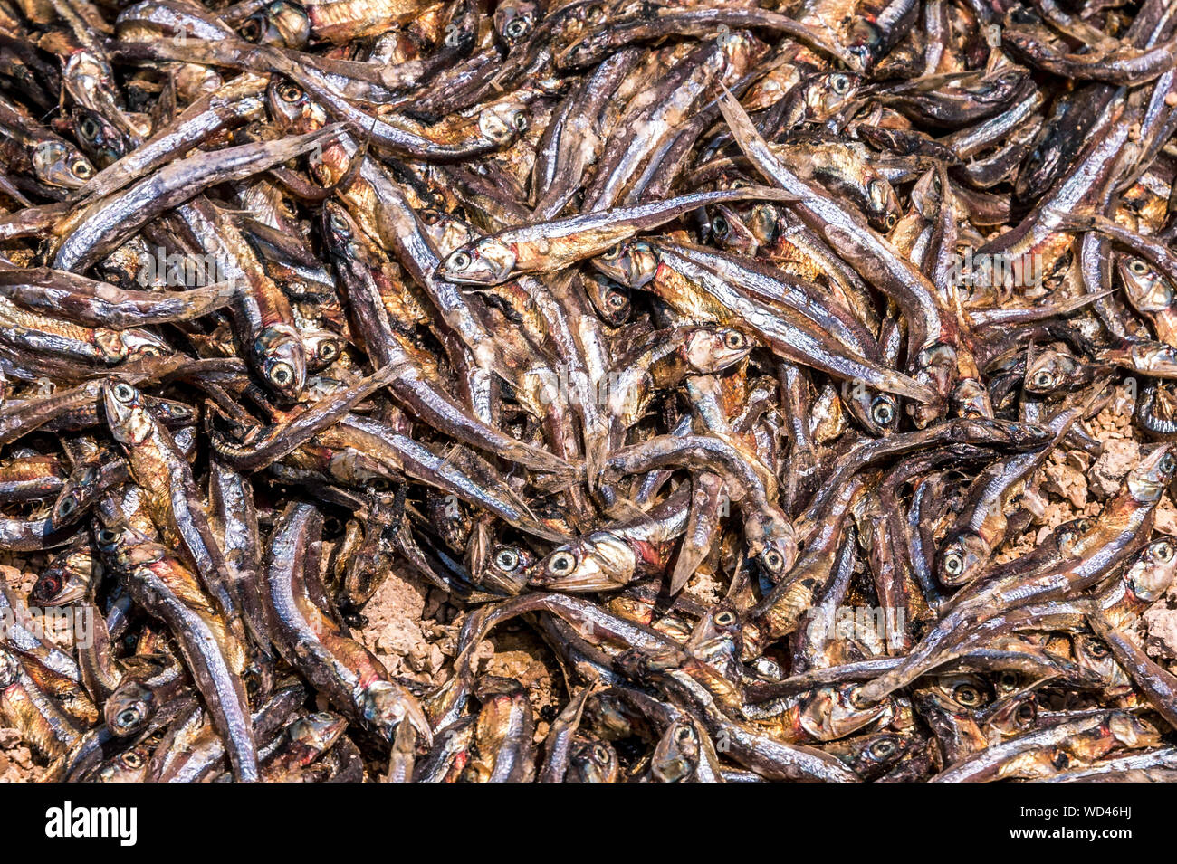 Small Dead Fish High Resolution Stock Photography and Images - Alamy