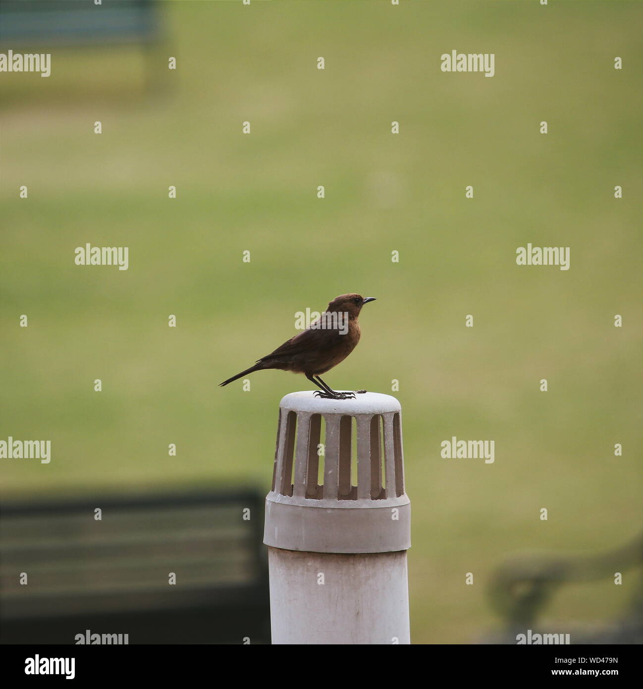 Pipe cowl hi-res stock photography and images - Alamy