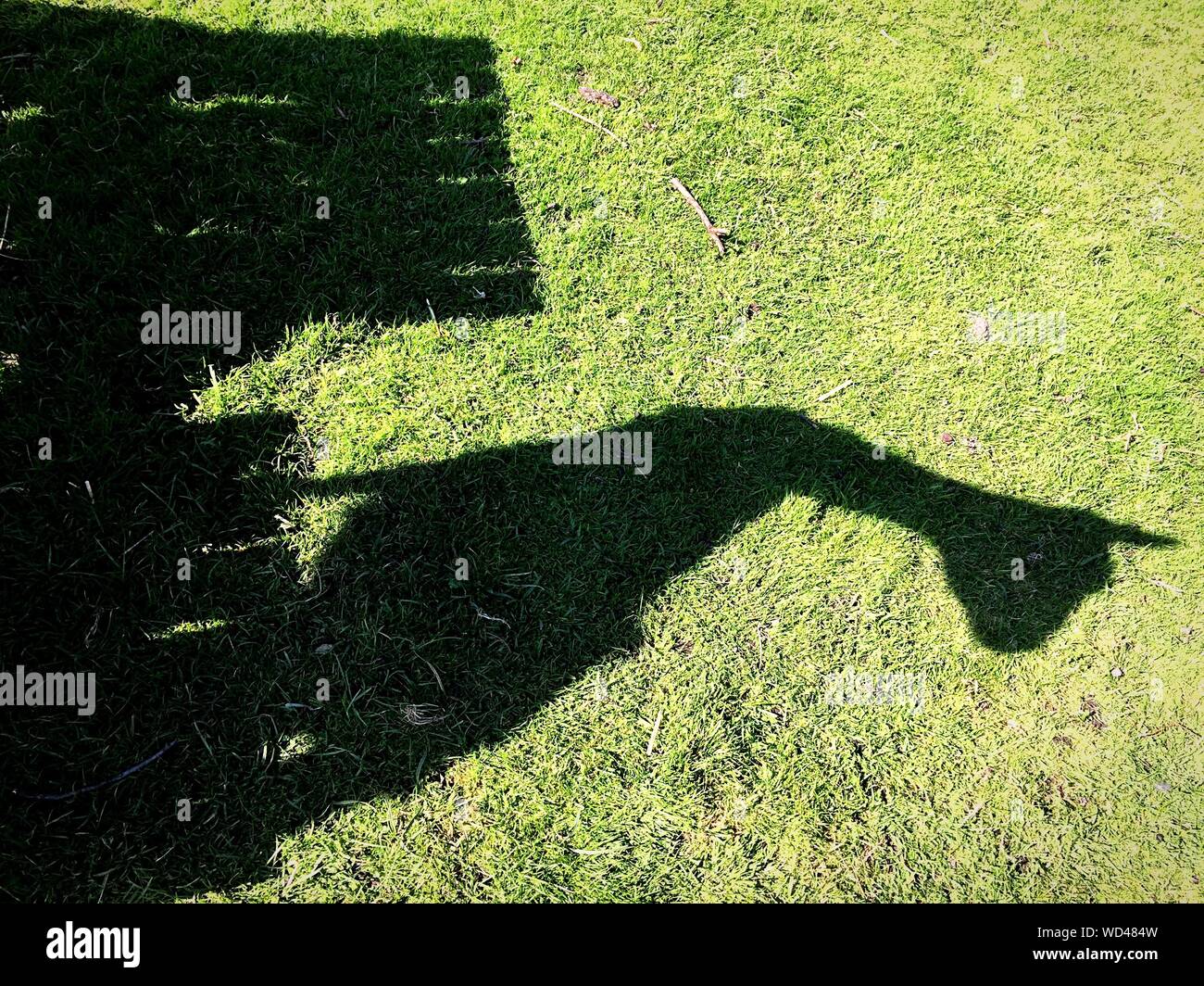 Shadow of an goat hi-res stock photography and images - Alamy