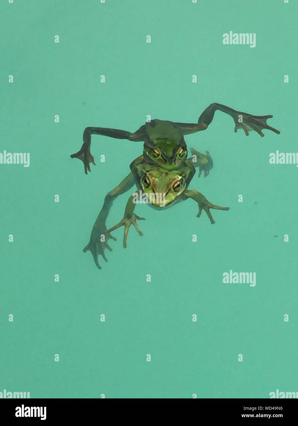 Mating pool frogs hi-res stock photography and images - Alamy