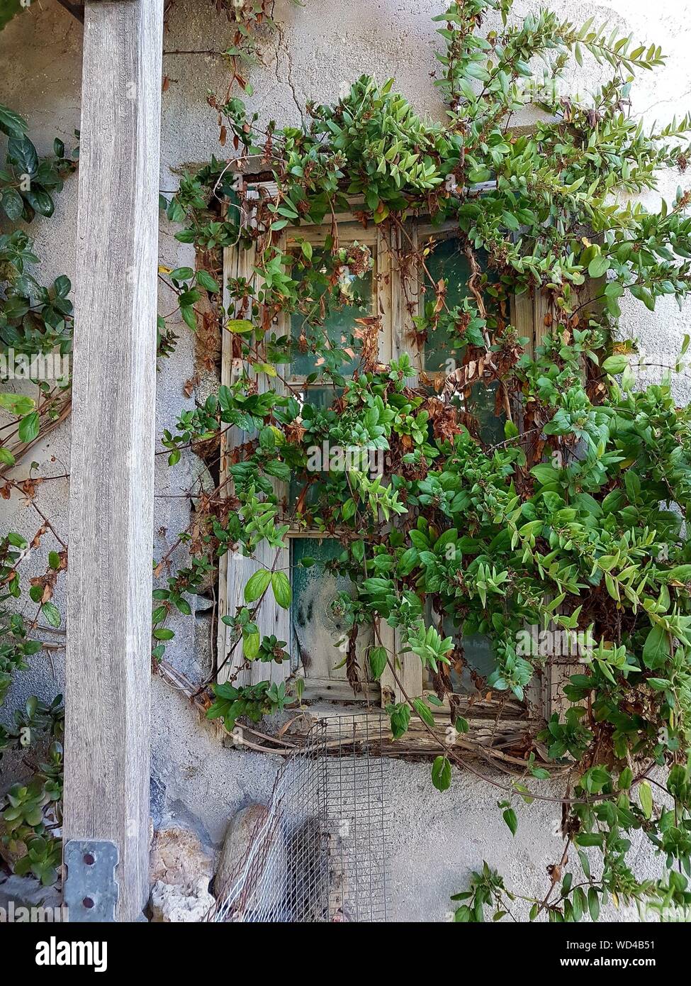 Ivy growing on abandoned building hi-res stock photography and images ...