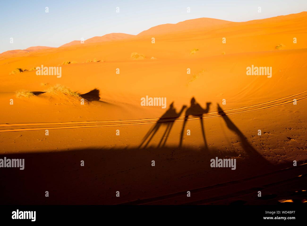 Yellow camels hi-res stock photography and images - Alamy