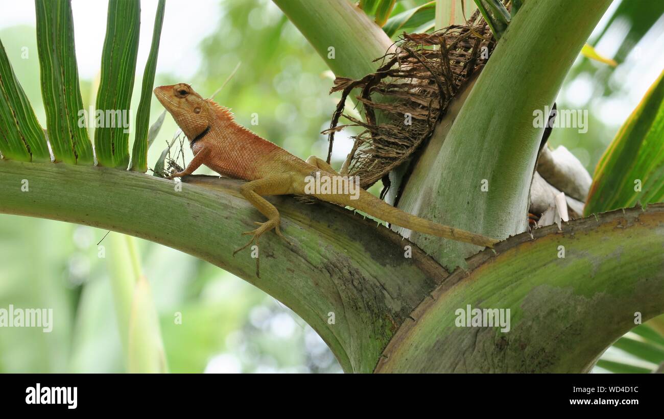 Bearded palm tree hi-res stock photography and images - Alamy