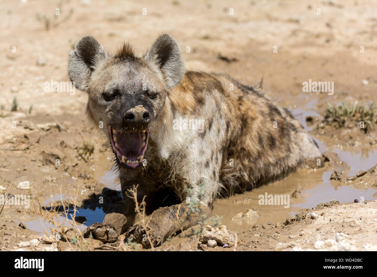 Hyena resting in water hi-res stock photography and images - Alamy