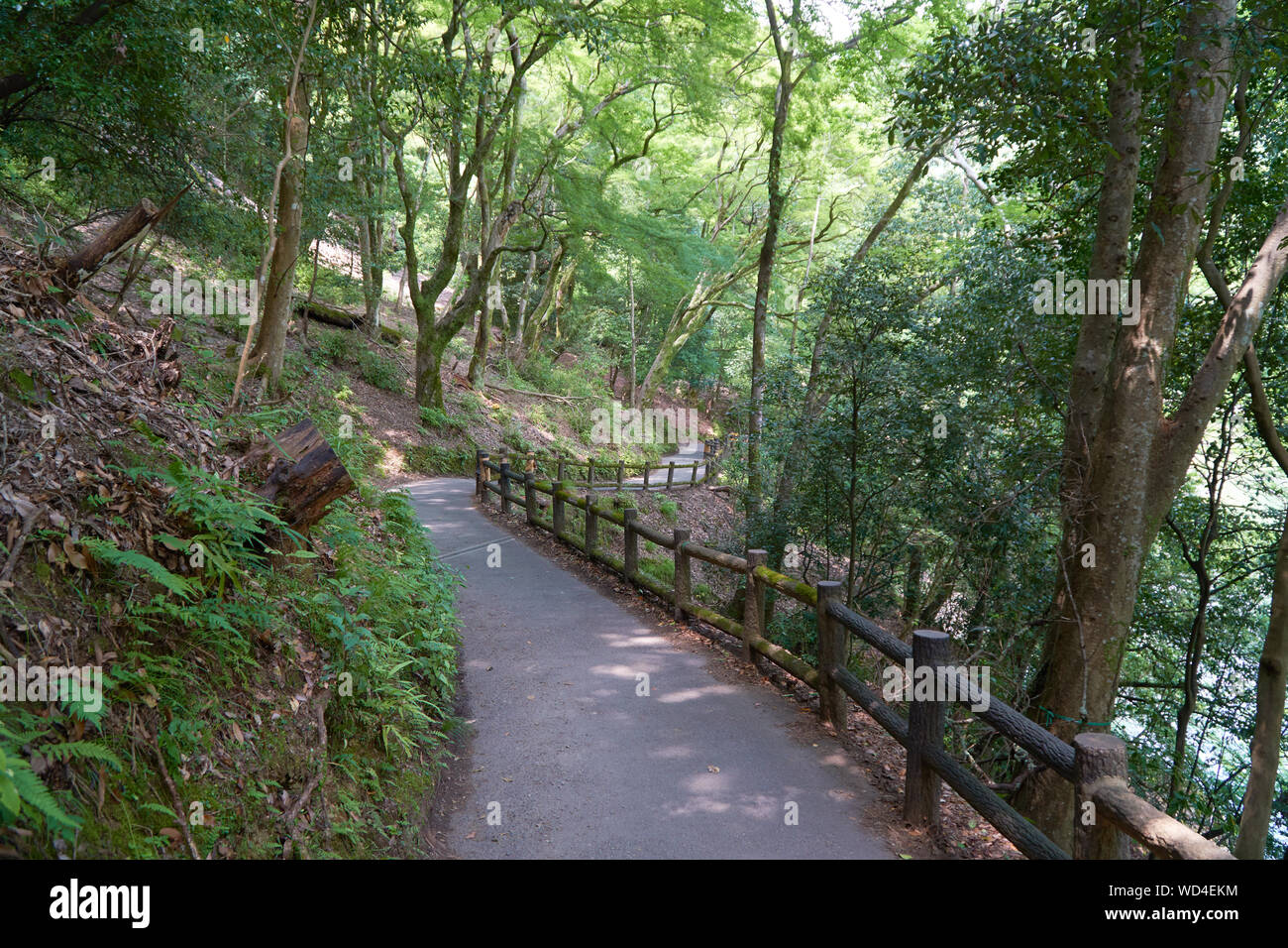 Nature pathway with beautiful scenery Stock Photo - Alamy