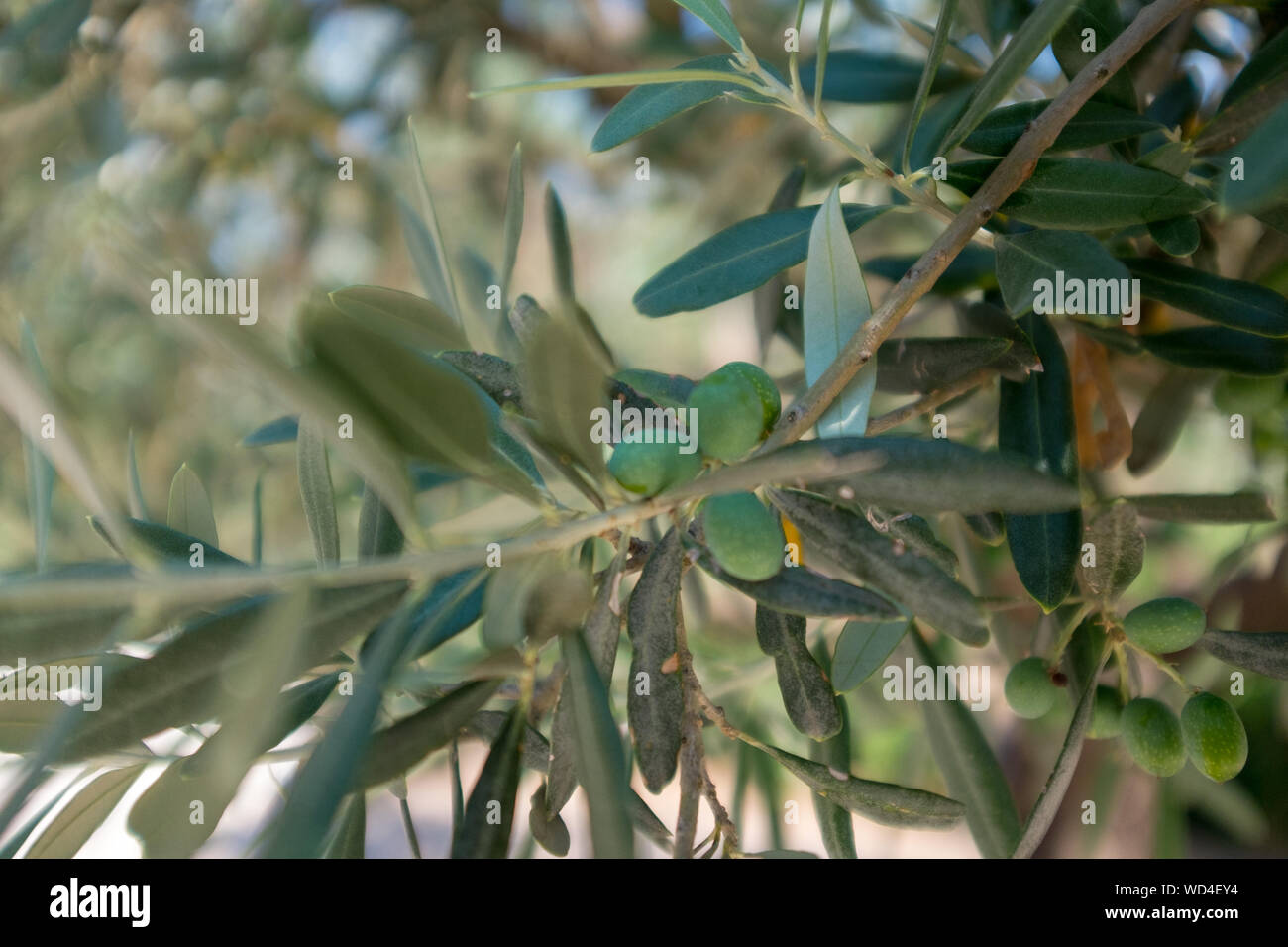 Close Up Mangoes On Branch High Resolution Stock Photography and Images ...