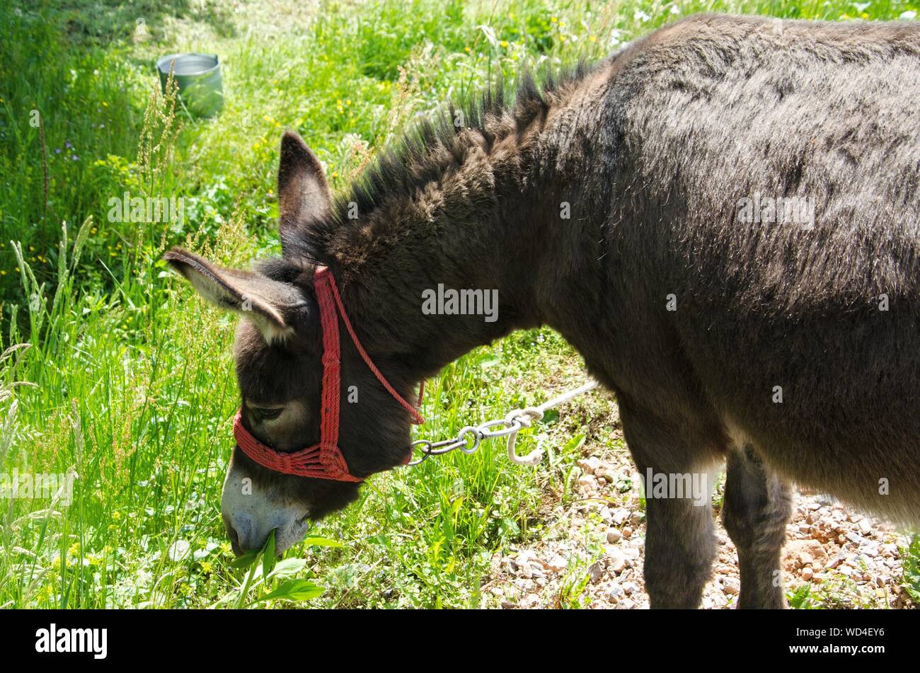 Donkey bridle hi-res stock photography and images - Alamy