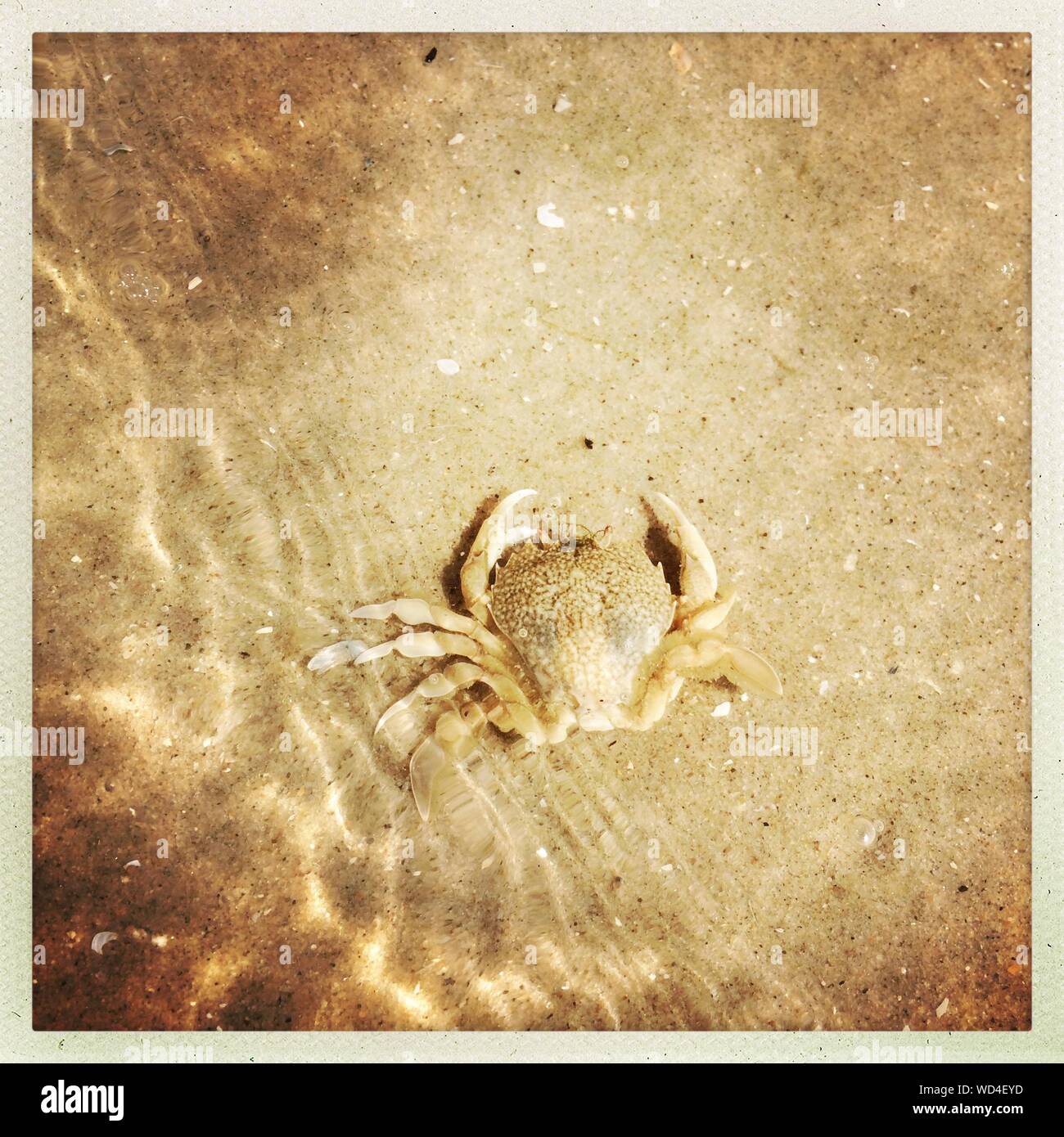 Crab footprint hi-res stock photography and images - Alamy