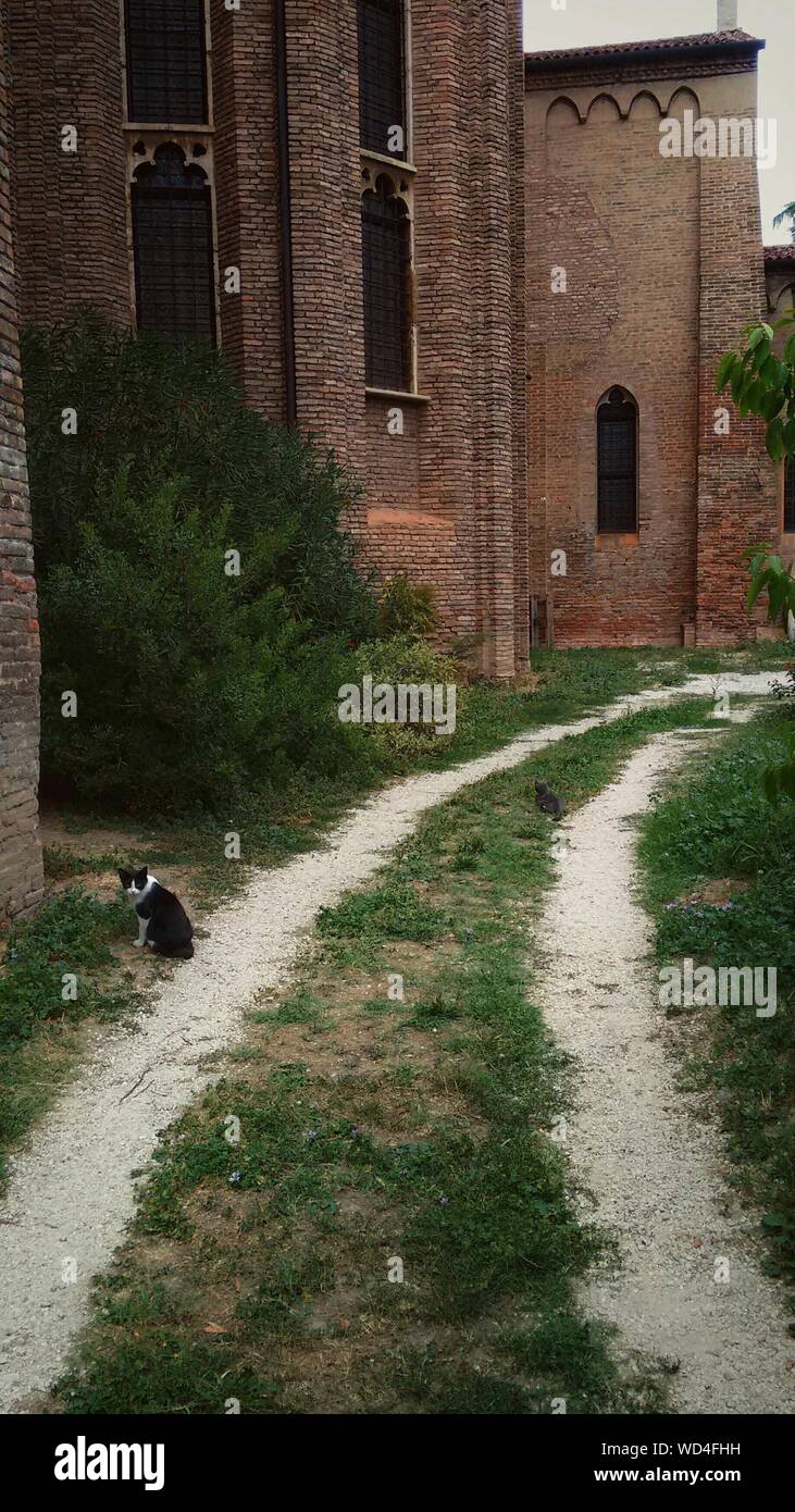 Cat pathway hi-res stock photography and images - Alamy
