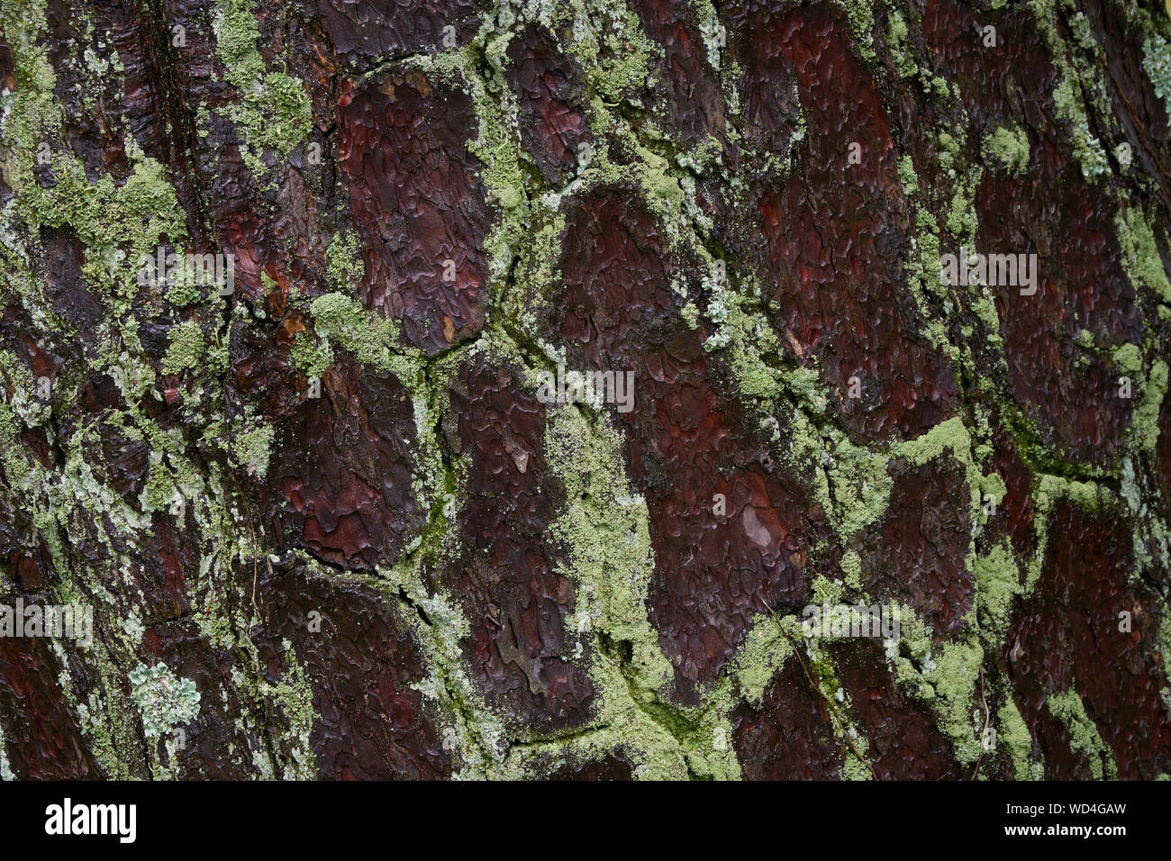 Moss wood hi-res stock photography and images - Alamy