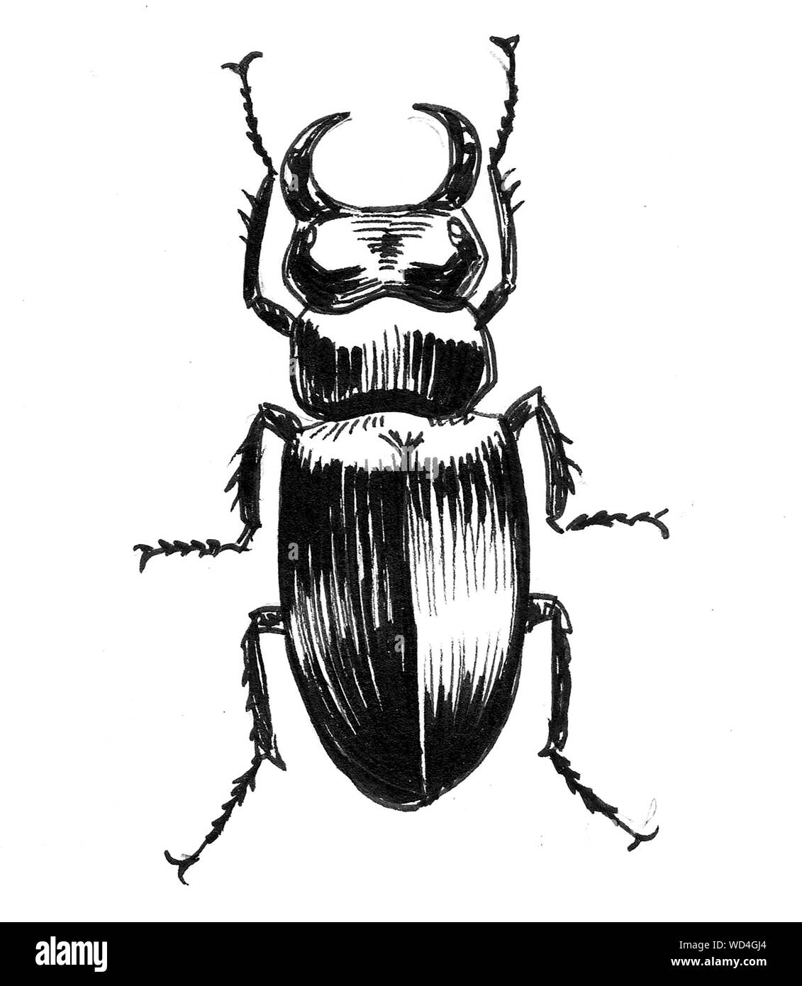 Big beetle. Ink black and white drawing Stock Photo - Alamy