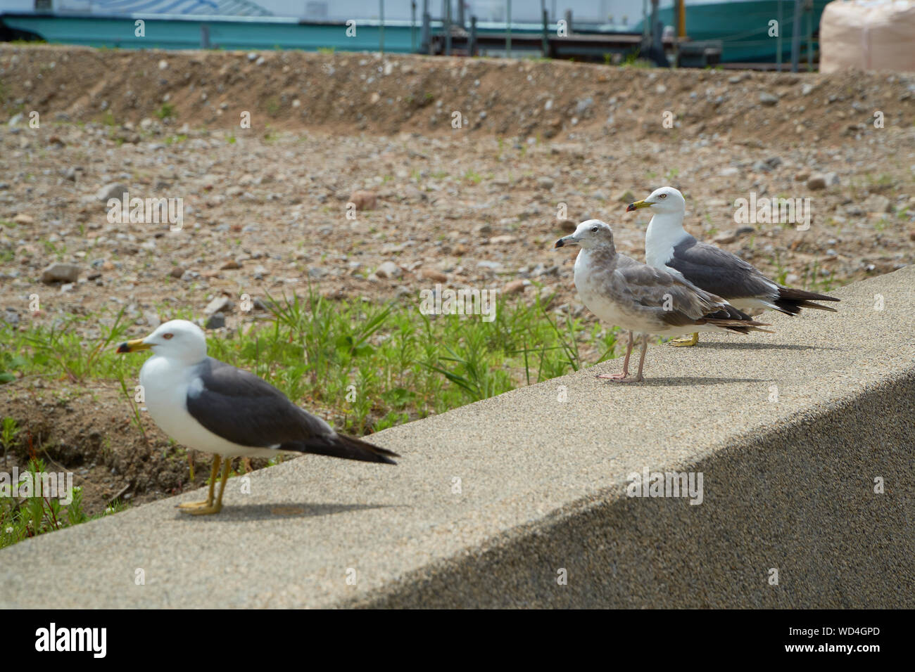 Closeup shot seagull bird hi-res stock photography and images - Alamy